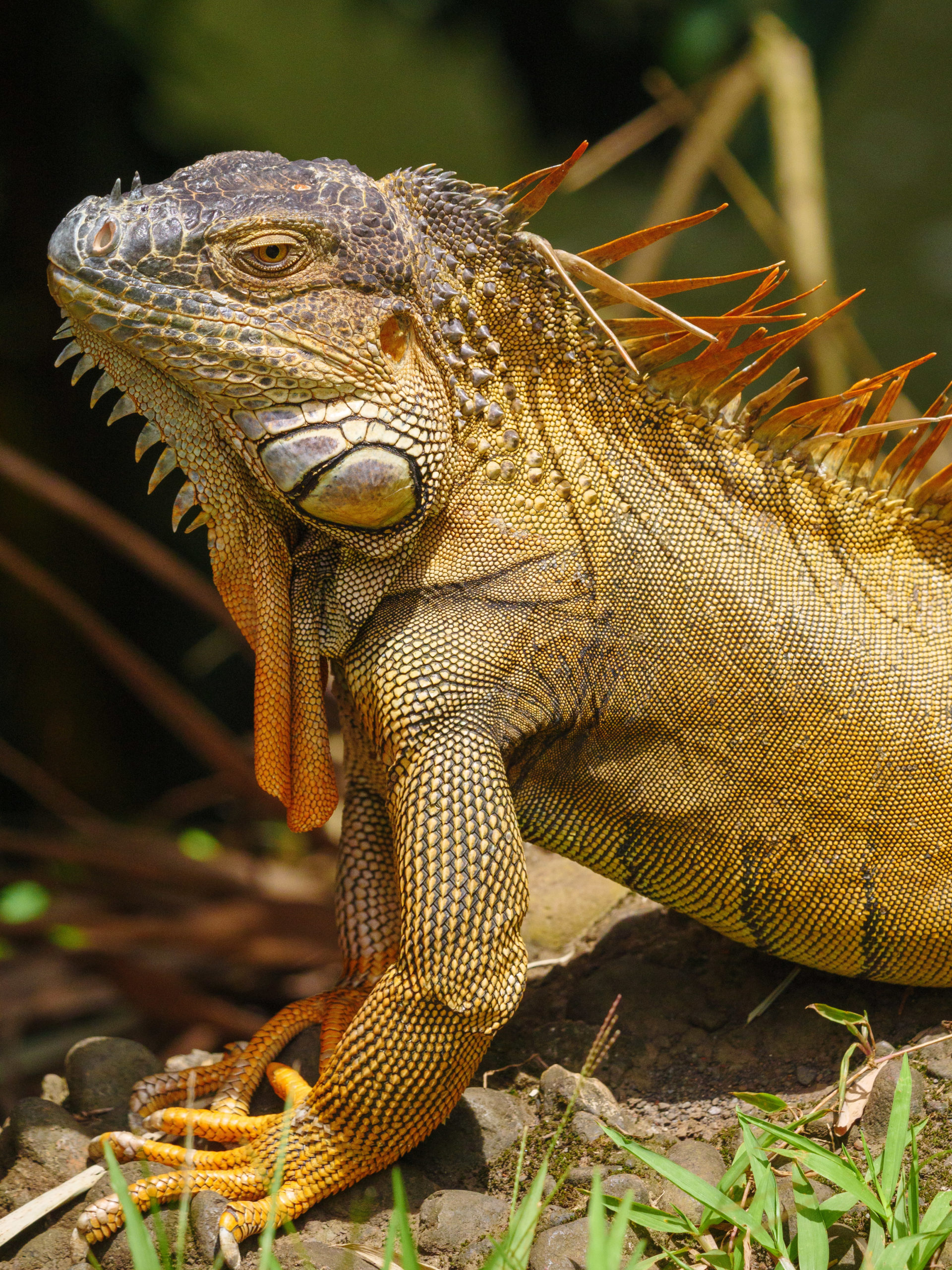 A still photography look at the LUMIX GH5 (Updated) | Rob Knight Photo ...